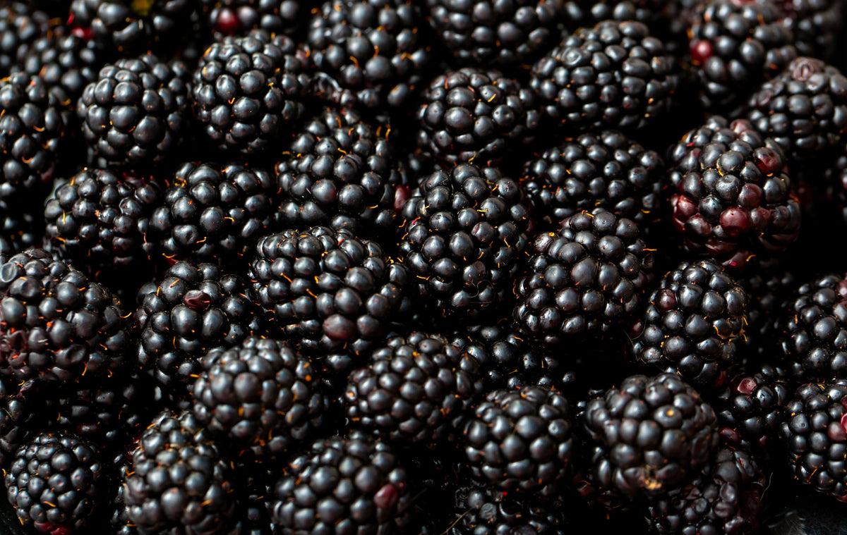 Blackberry Growing Guide – HOSS