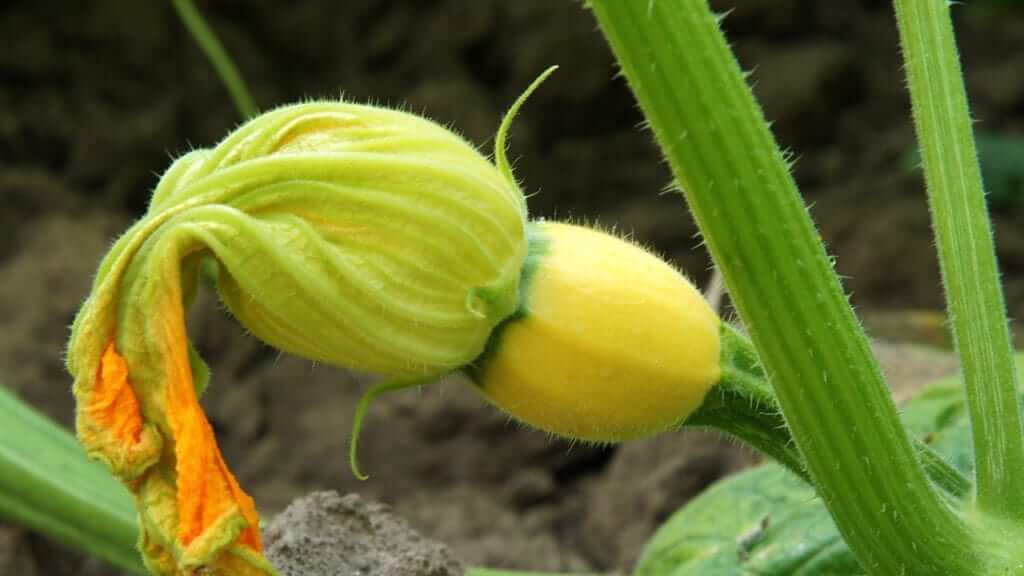 Row by Row Episode 143: A Comprehensive Approach for Managing Squash P ...