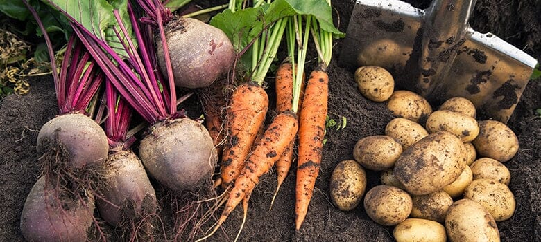 Row by Row Episode 66: New Seed Varieties for the Fall Garden – HOSS