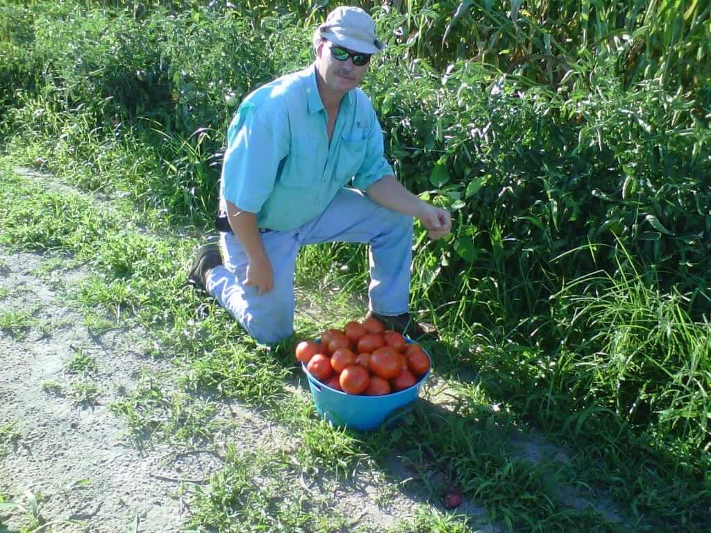 Tomato Trellising – HOSS