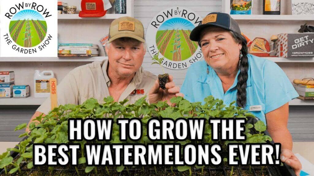 Row by Row Episode 192: How To Grow The BEST Watermelons Ever – HOSS