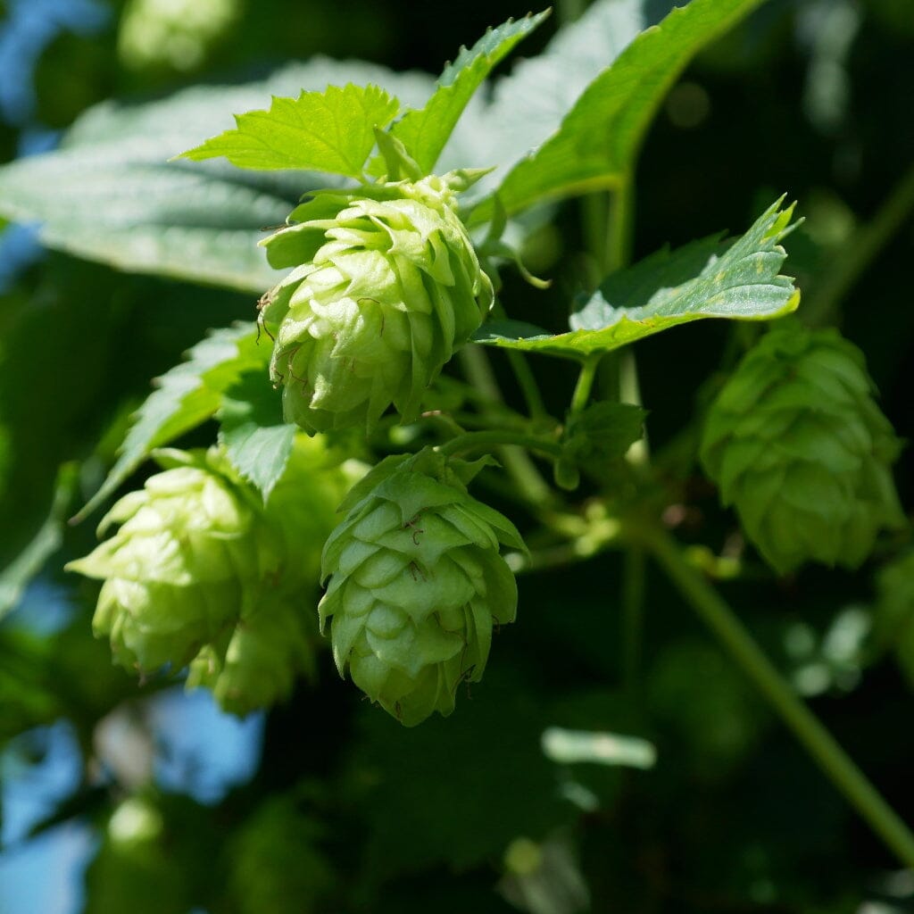 Hops Growing Guide – HOSS