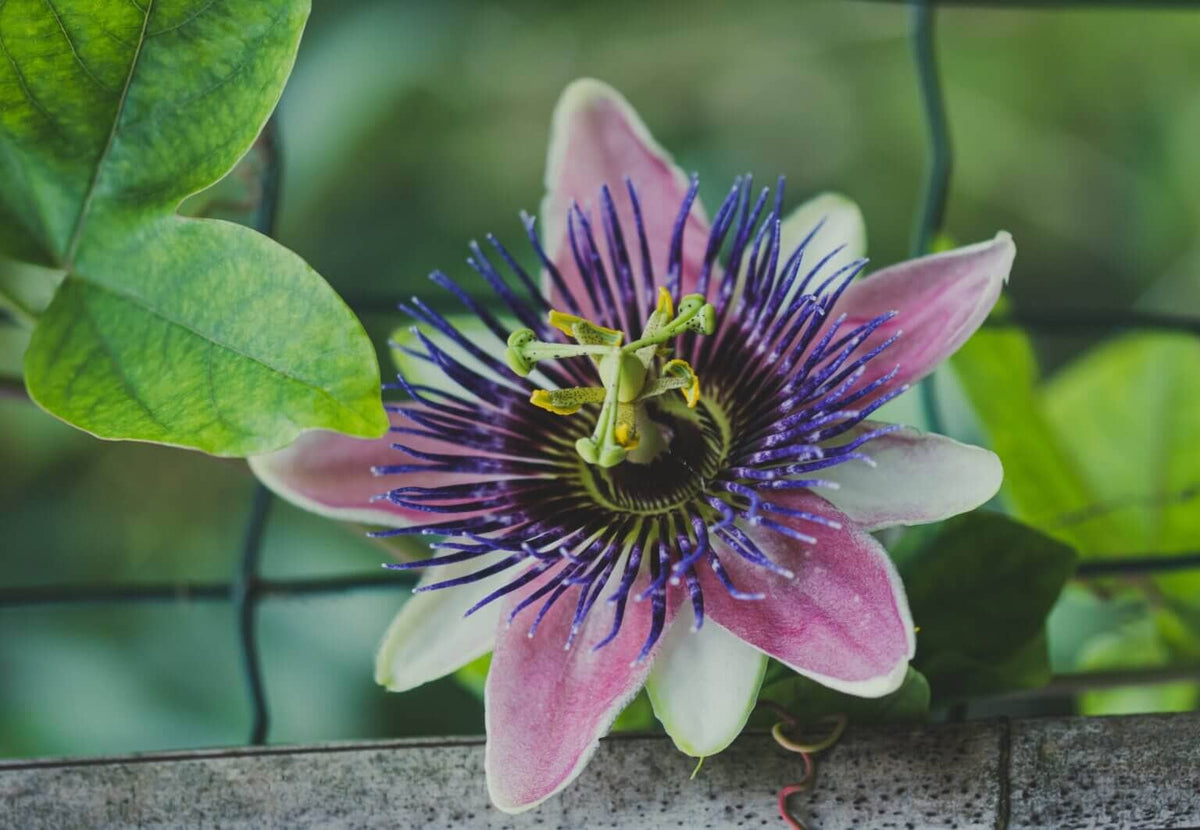 Passion Flower Growing Guide – HOSS