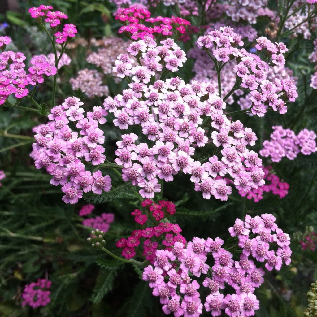 Yarrow Growing Guide – HOSS