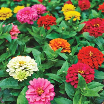 Premium Garden Seeds for Vibrant Growth – HOSS