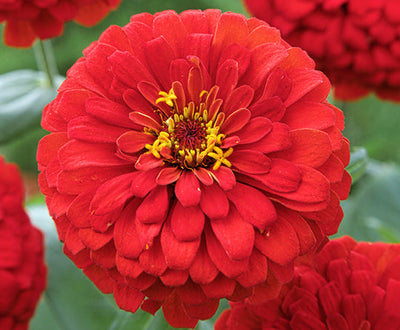 Beautiful and Beneficial Flower Seeds – Page 4 – HOSS