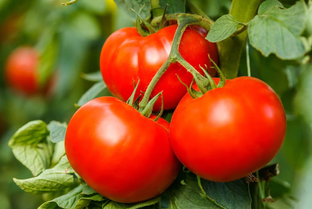 Fruits & Vegetables – HOSS