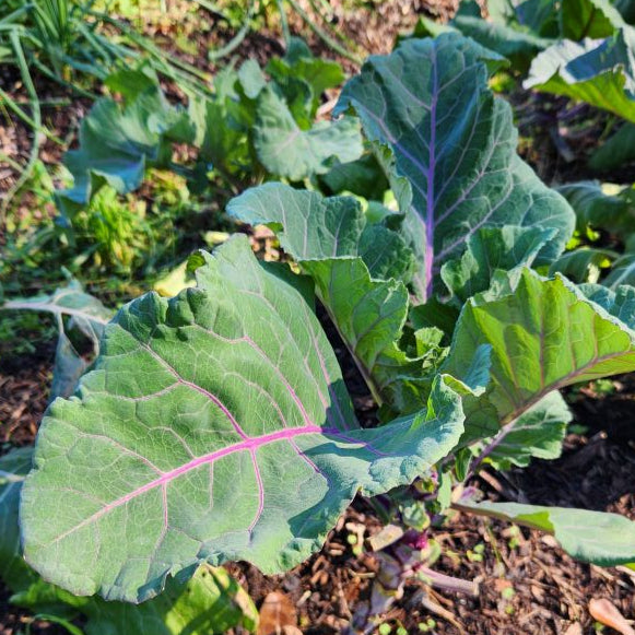 Alabama Blue Collards – HOSS