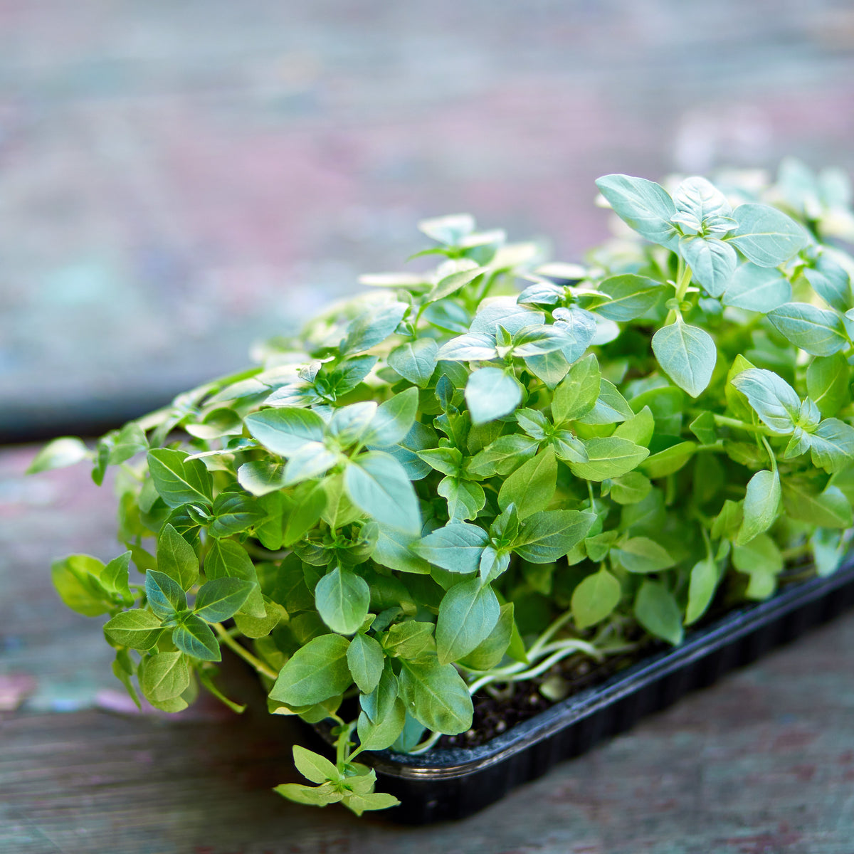 Lemon Basil Microgreens – HOSS