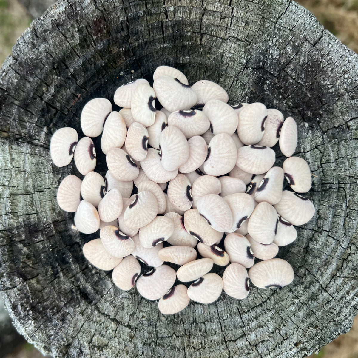 Alabama Black Eye Butterbean – HOSS