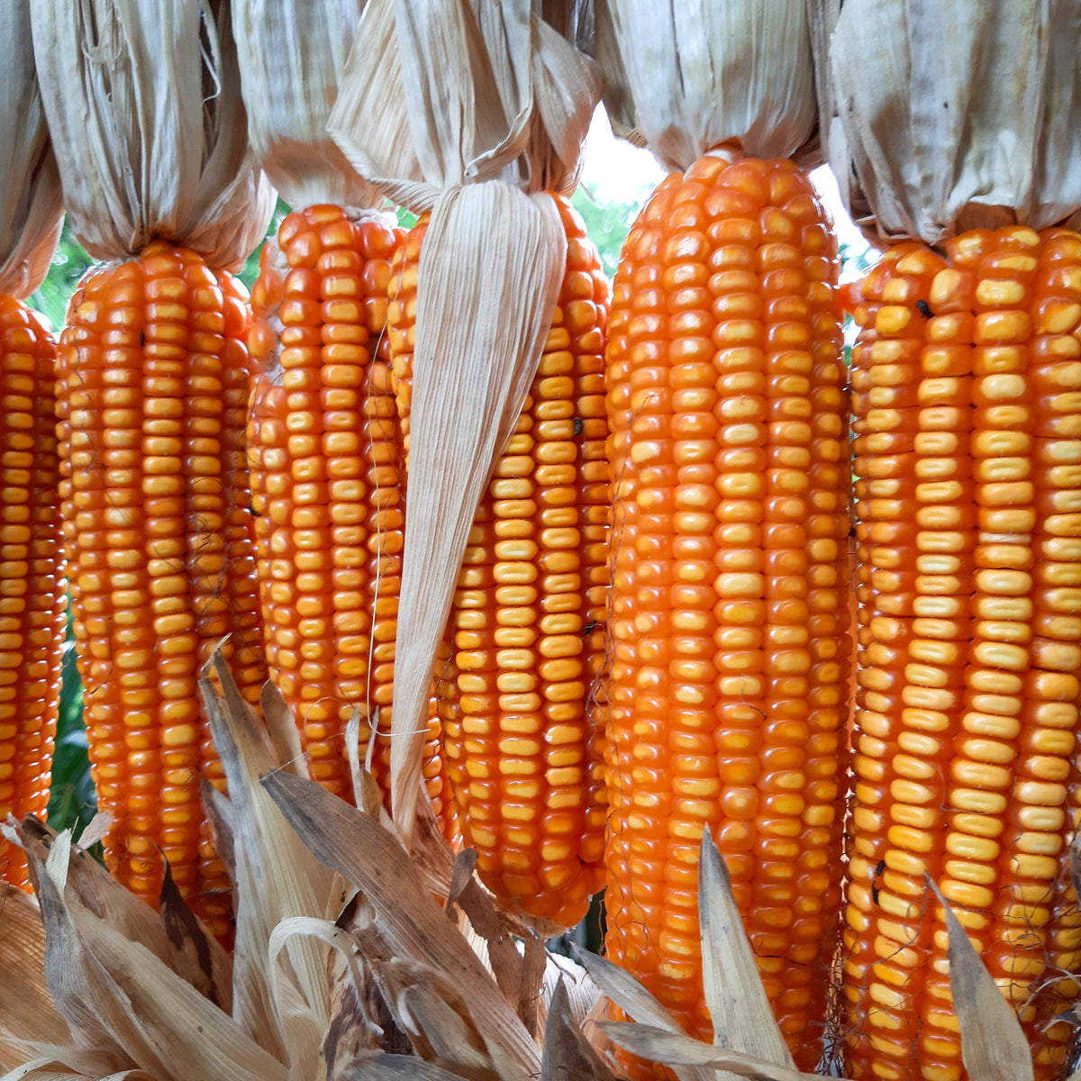 Argentina Orange Creole Flint Corn – HOSS