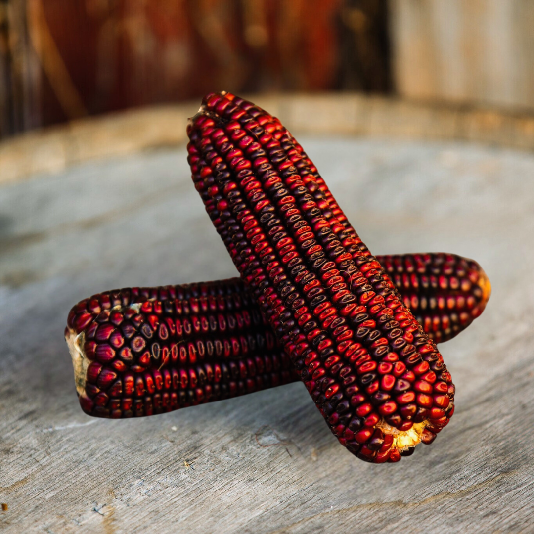 Bloody Butcher Corn Seed | Unique and Nutritious | Grow Hoss – HOSS