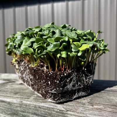 Bella Rosa Tomato | Rich and real Flavor | GrowHoss – HOSS