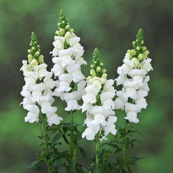 Legend Double White Snapdragon – HOSS