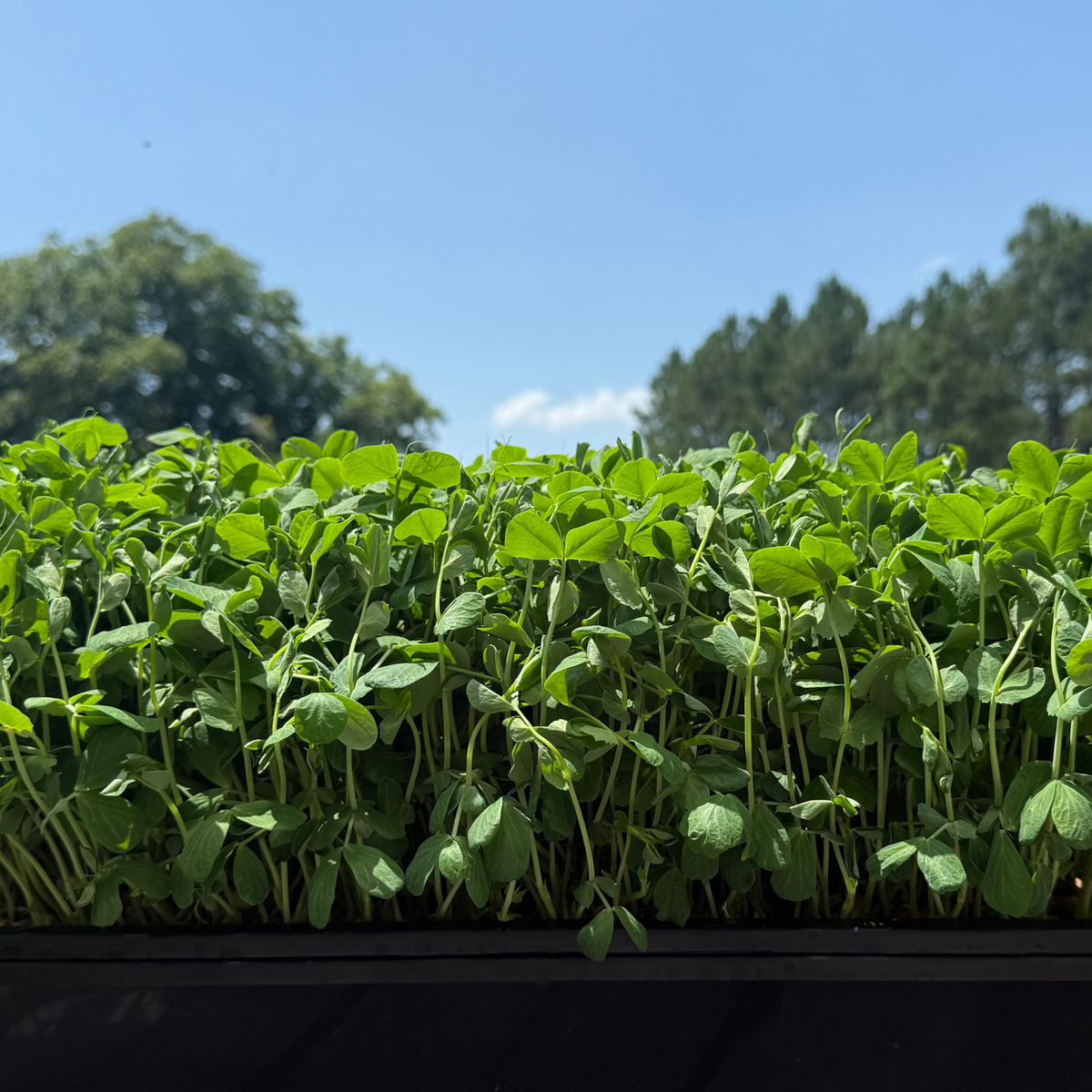 Dunn Pea 2.0 Microgreens – HOSS