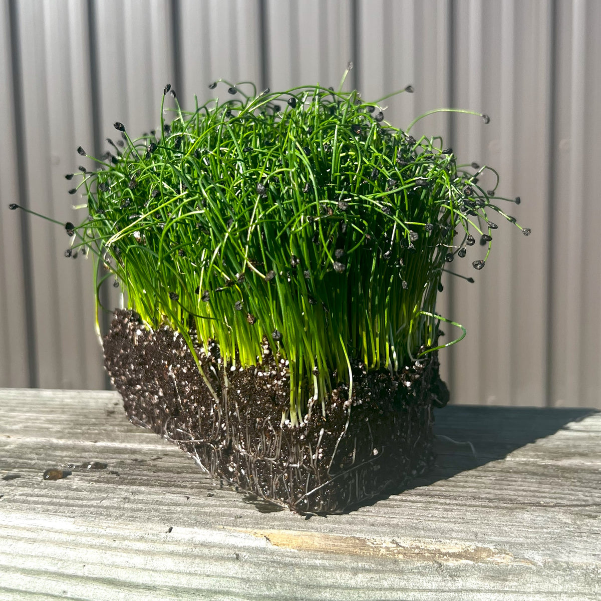 Garlic Chive Microgreens – HOSS
