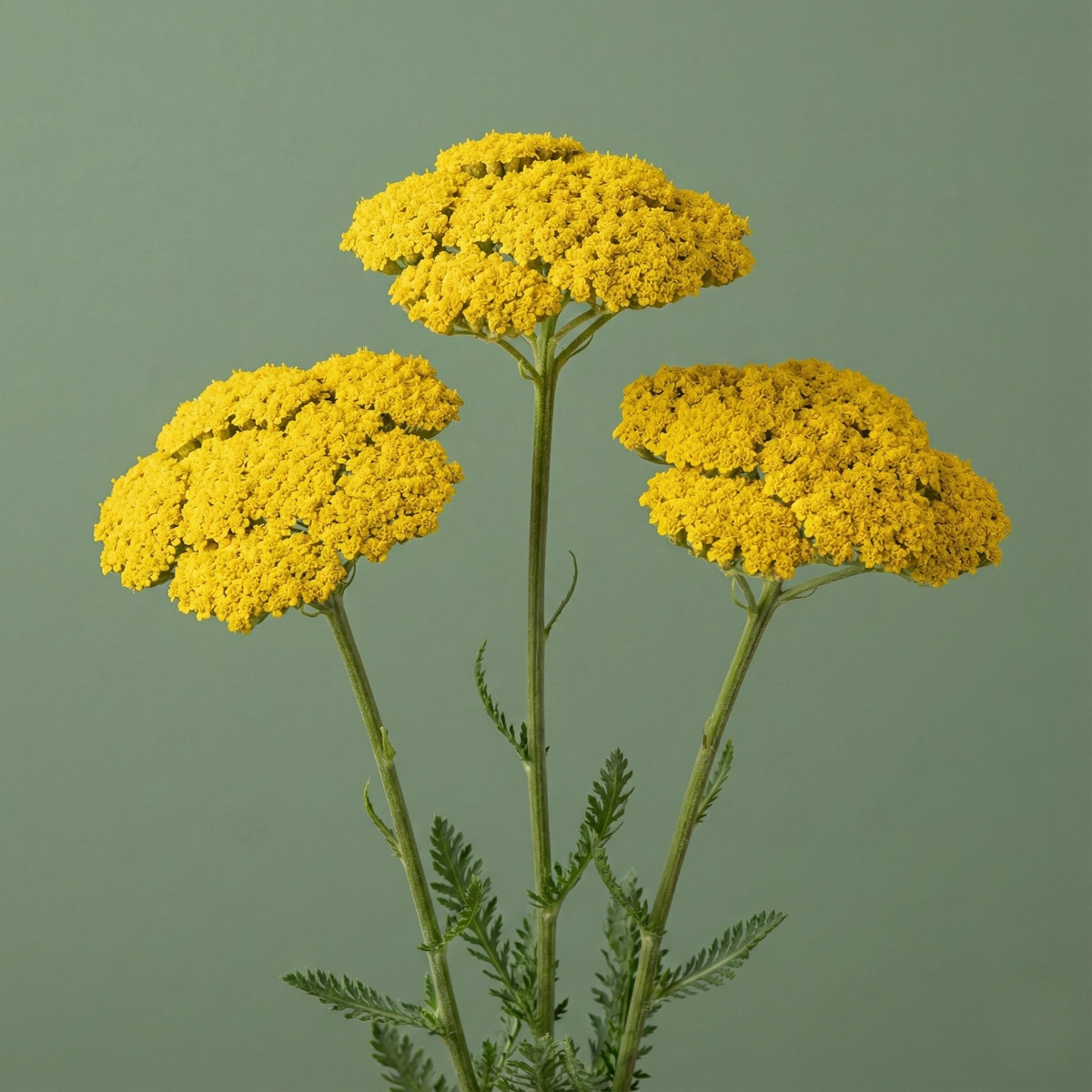 Gold Yarrow – HOSS