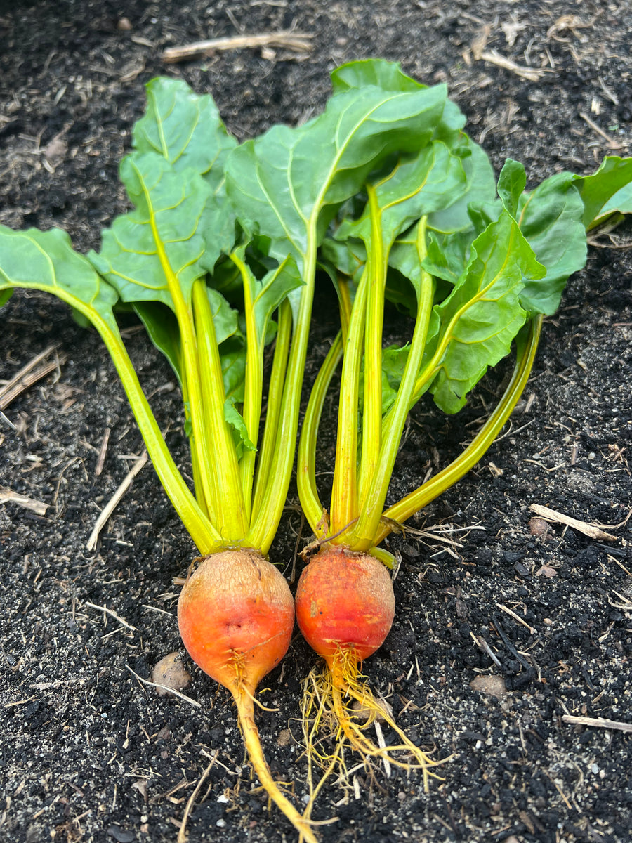 Golden Boy Beet – HOSS