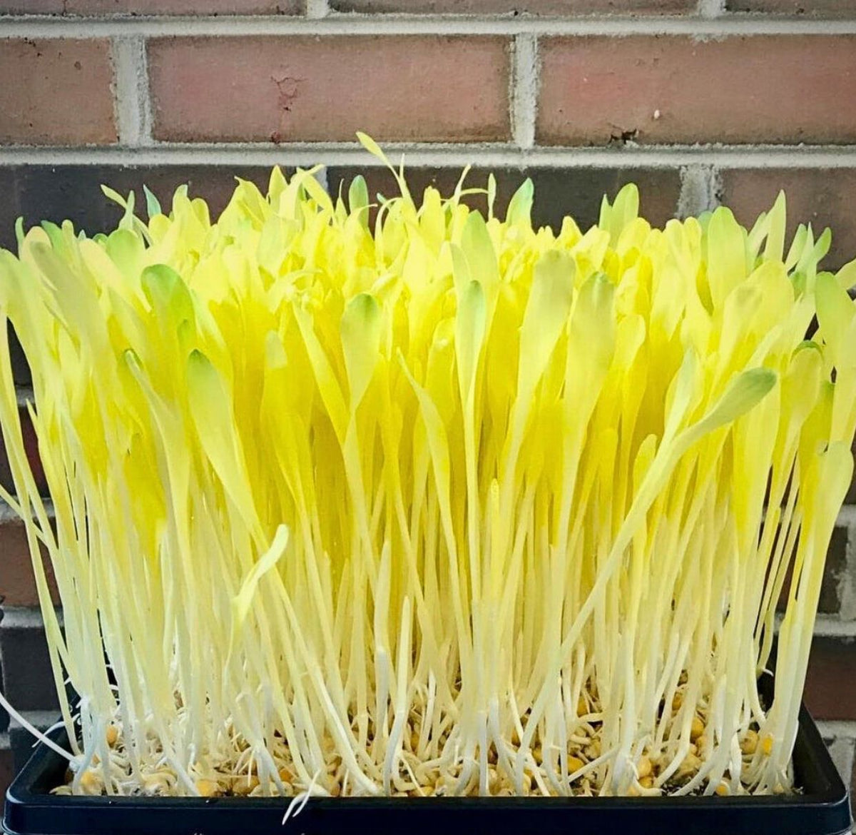 Popcorn Microgreens – HOSS