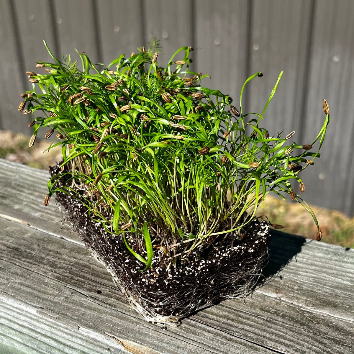 Green Fennel Microgreens – HOSS