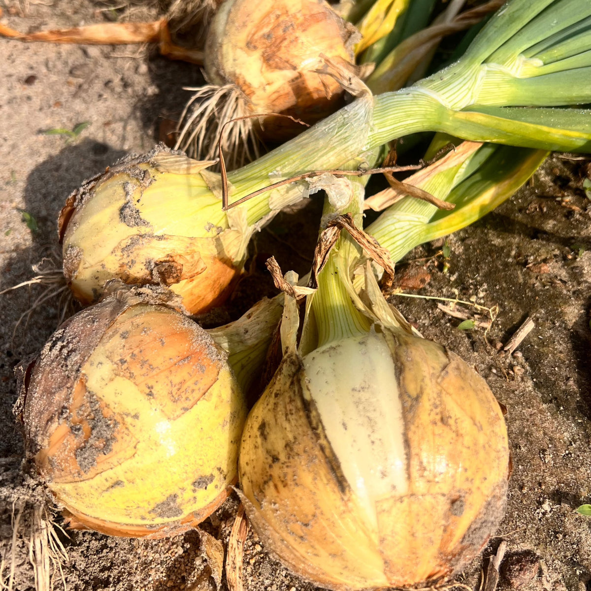 Vidora Hybrid Onion F1 – HOSS