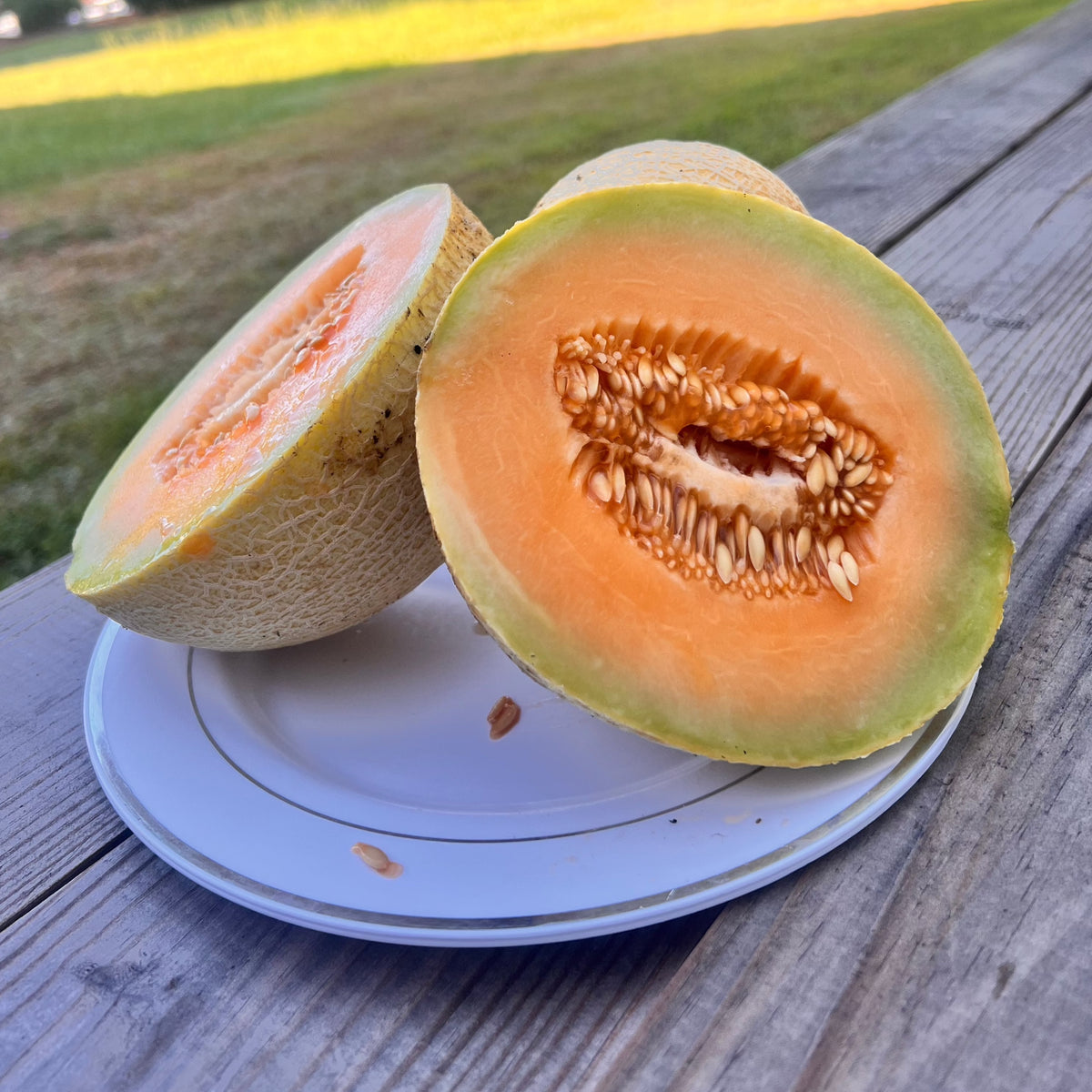 Tasty Bites Hybrid Melon F1 – HOSS