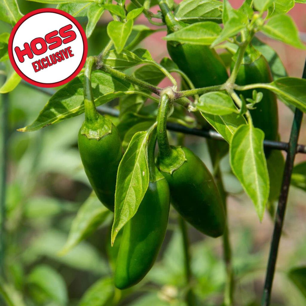 Hossinator Jalapeño Hybrid Pepper F1 – HOSS