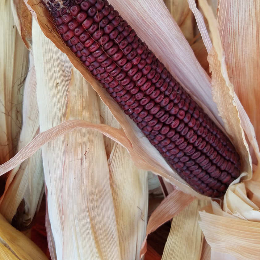 Jimmy Red Corn Seed | Unique and Nutritious | Grow Hoss – HOSS