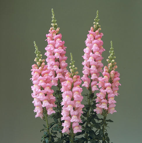 Legend Double Pink Snapdragon – HOSS