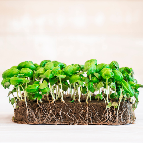 Genovese Basil Microgreens – HOSS