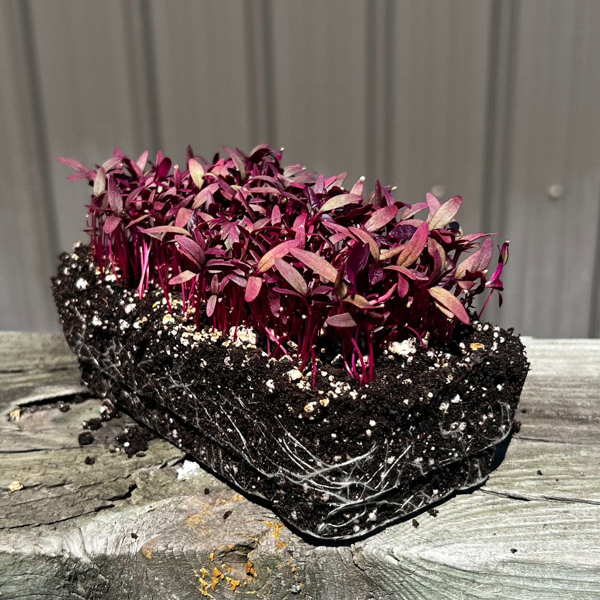 Red Garnet Amaranth Microgreens – HOSS