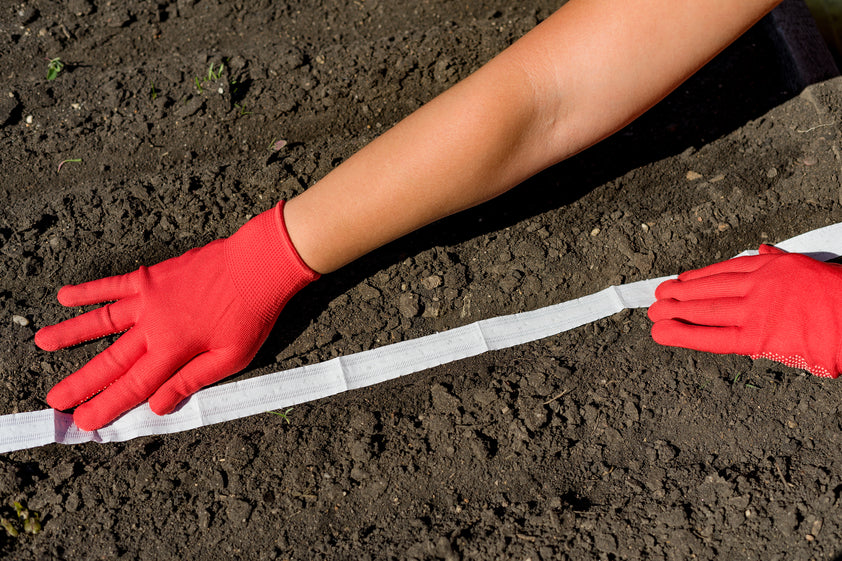 Detroit Dark Red Beet Seed Tape – HOSS