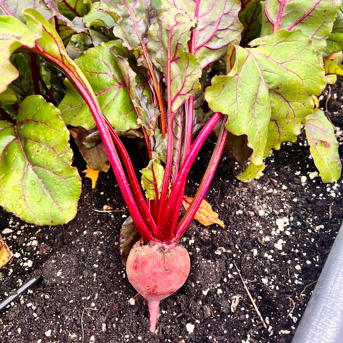 Schrute Beet – HOSS