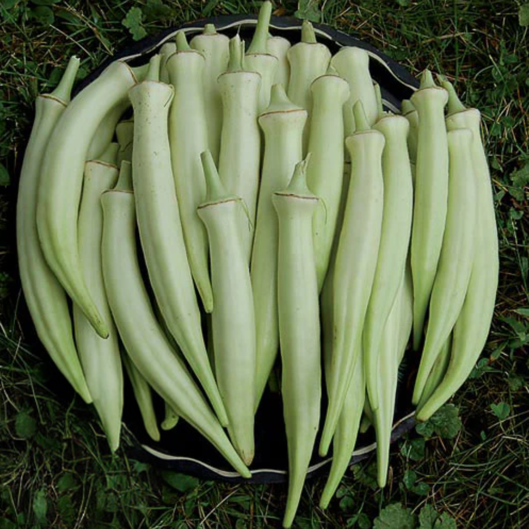 Cowhorn Okra | Tender, juicy and Crispy | GrowHoss – HOSS