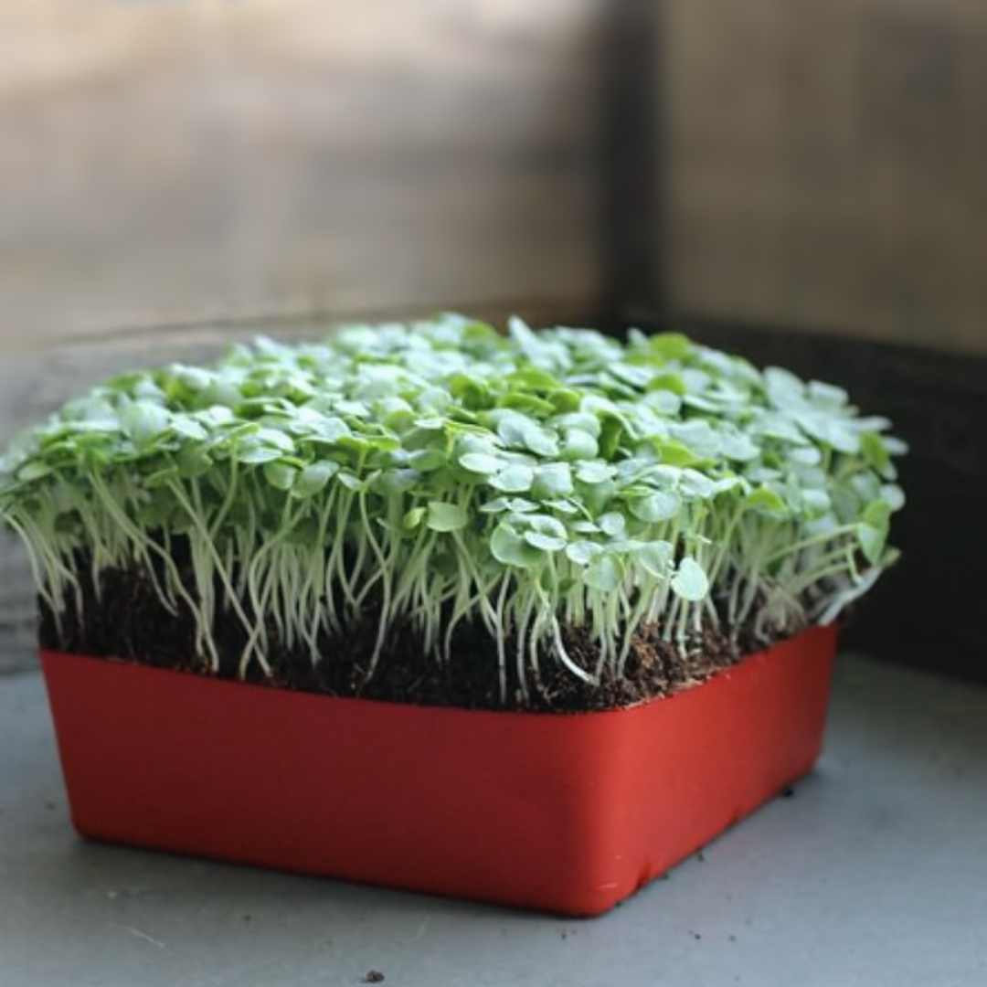 Thai Basil Microgreens – HOSS