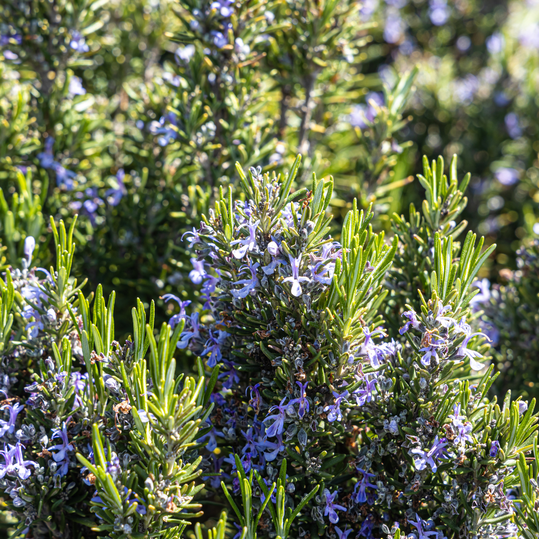 Tuscan Blue Rosemary Plugs – HOSS