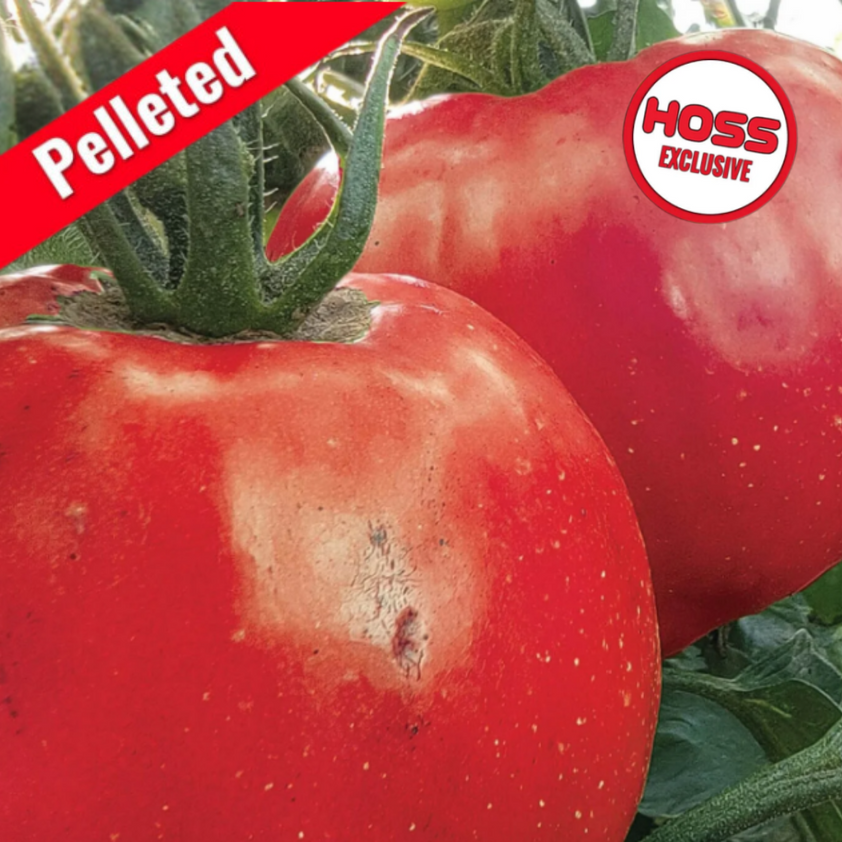 Hossinator Hybrid Tomato F1 – HOSS