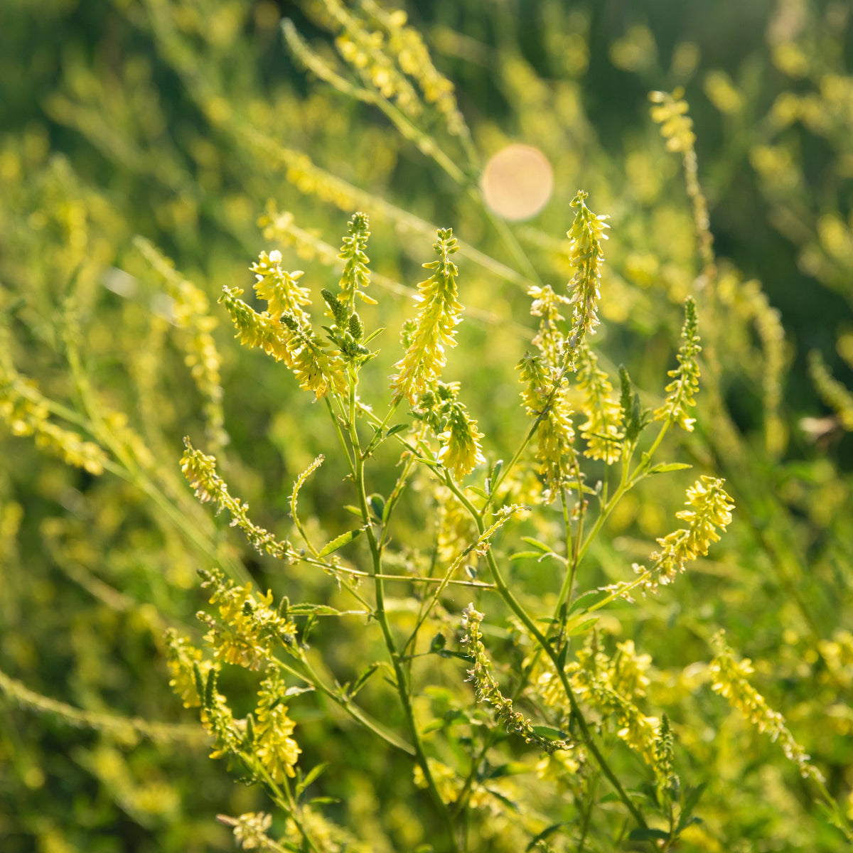 Yellow Blossom Sweet Clover – HOSS