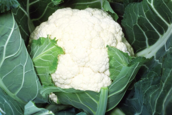 Cauliflower Growing Guide – HOSS