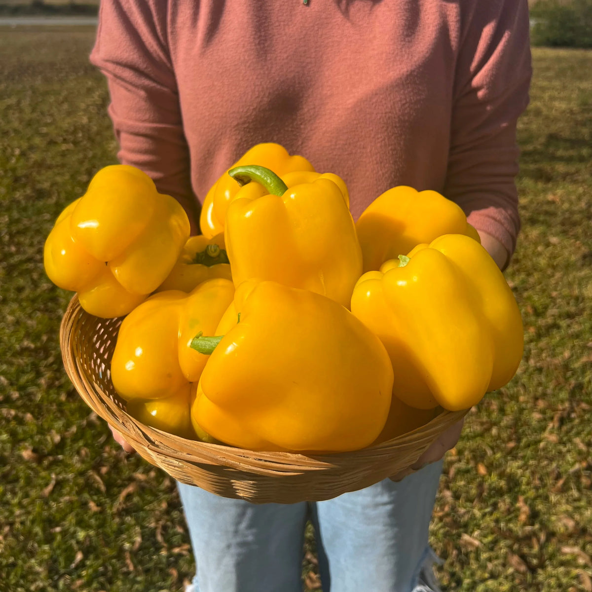 Hossinator Yellow Hybrid Bell Pepper F1 – HOSS