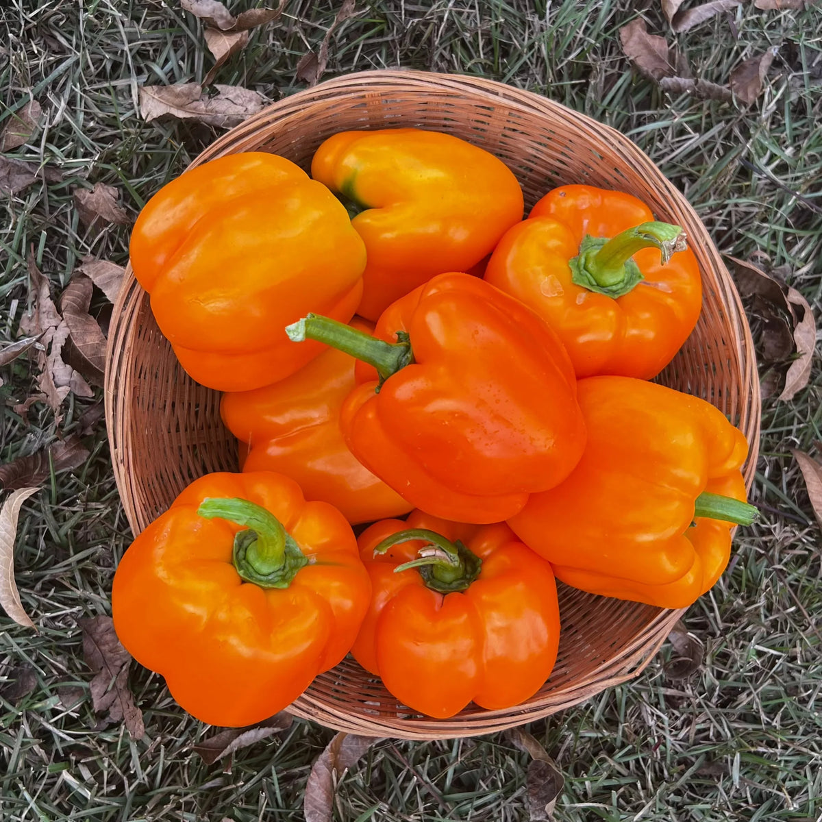 Hossinator Orange Hybrid Bell Pepper F1 – HOSS