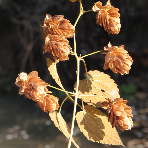 Hops Growing Guide – HOSS