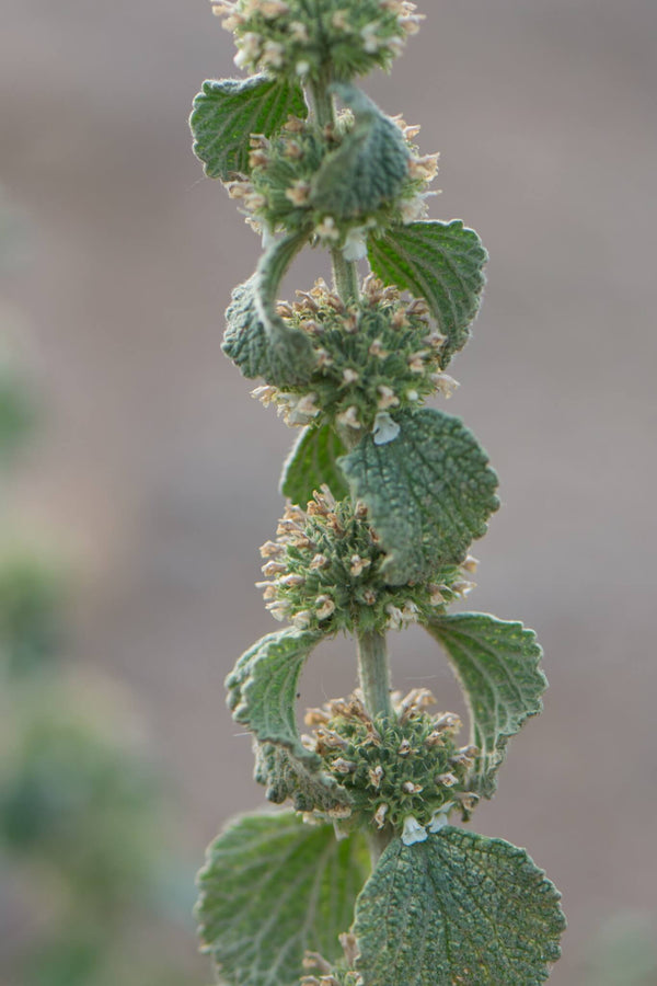 Horehound Growing Guide – HOSS