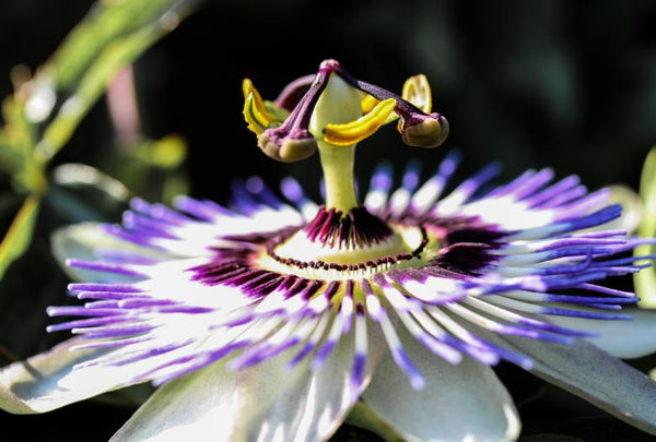 Passion Flower Growing Guide – HOSS