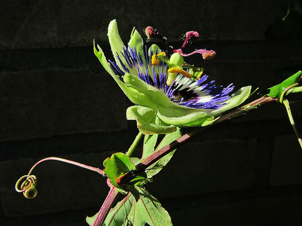 Passion Flower Growing Guide – HOSS