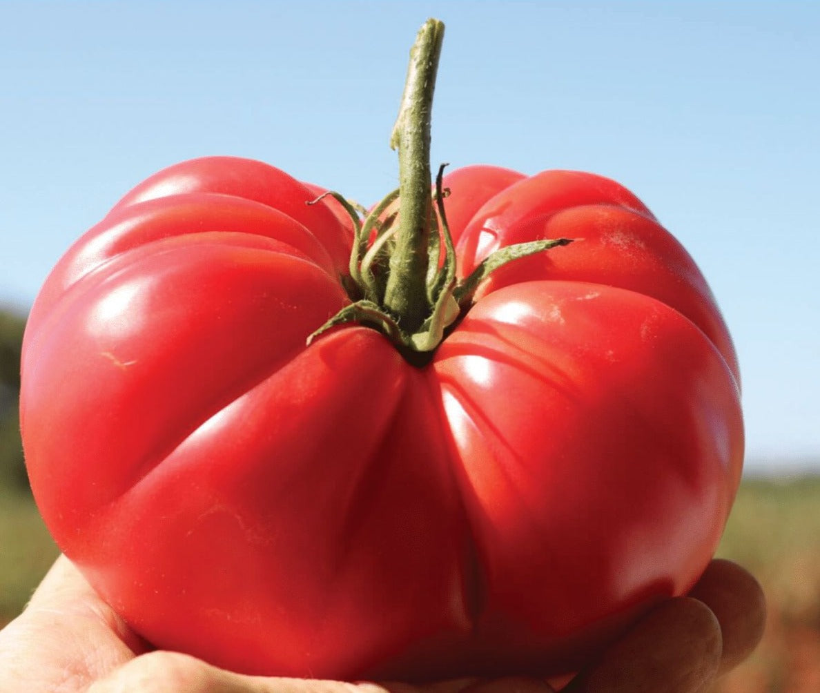 Pink Delicious Hybrid Tomato F1 – HOSS