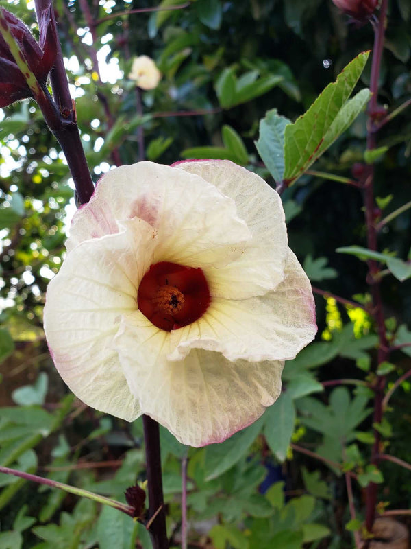 Roselle Growing Guide – HOSS