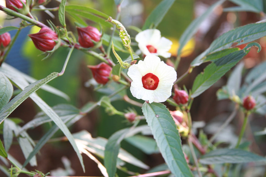 Roselle Growing Guide HOSS