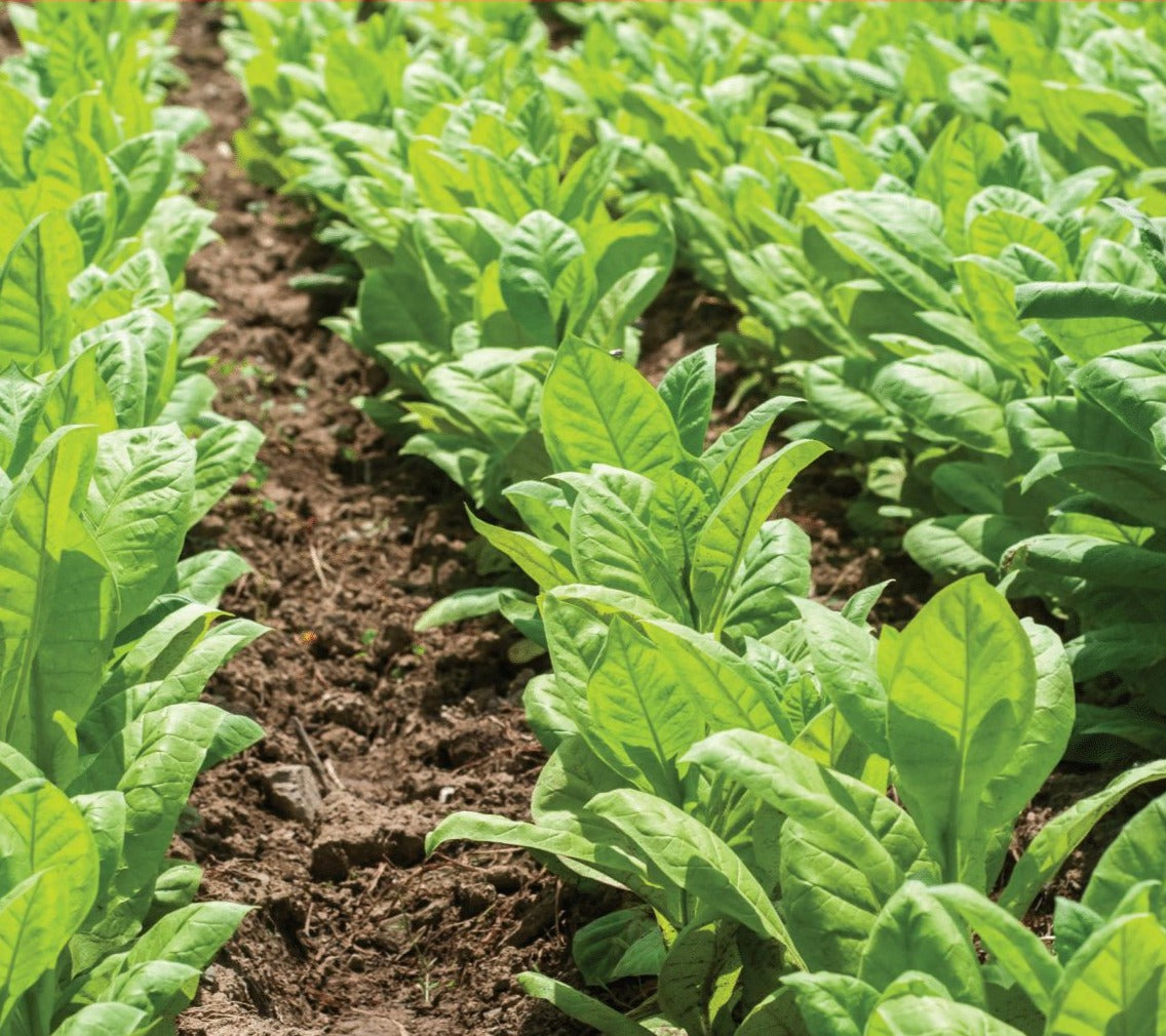 Southern Dolly (Flue Cured) Tobacco – HOSS