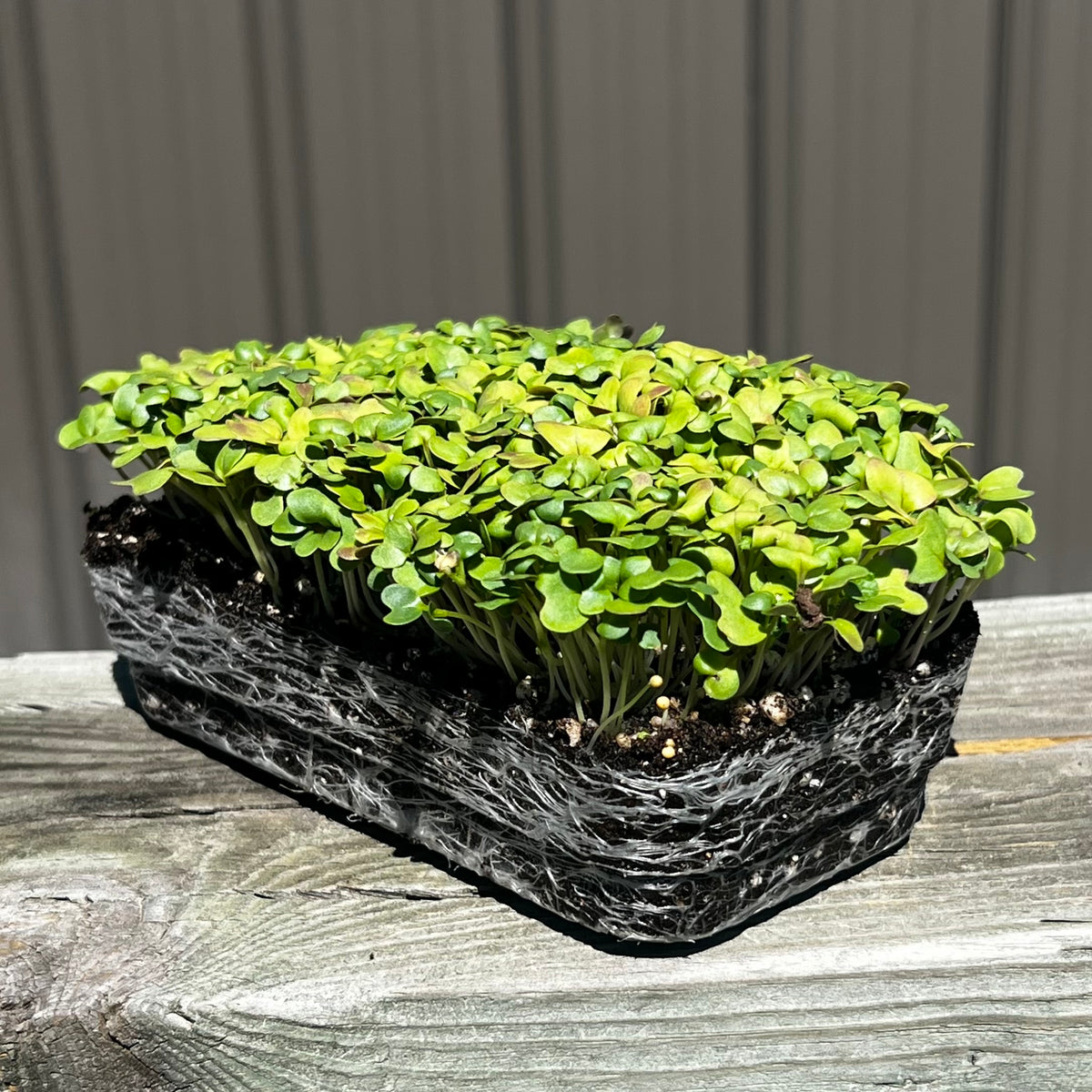 Wasabi Mustard Microgreens – HOSS